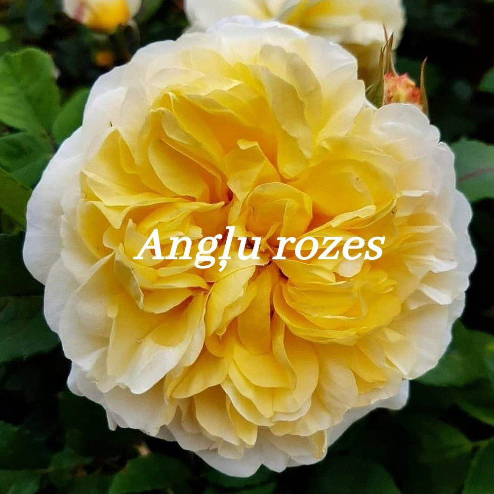 Jūrmalas rozes – SIA Jūrmalas rozes