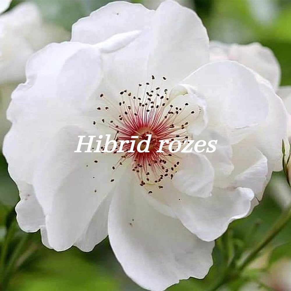 Jūrmalas rozes – Jurmalasrozes