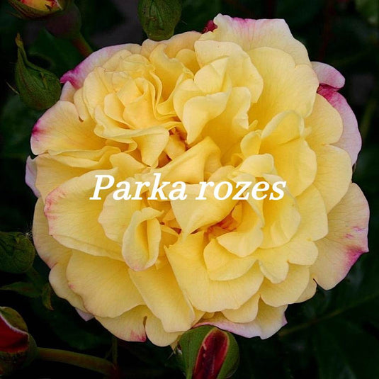 Jūrmalas rozes – Jurmalasrozes