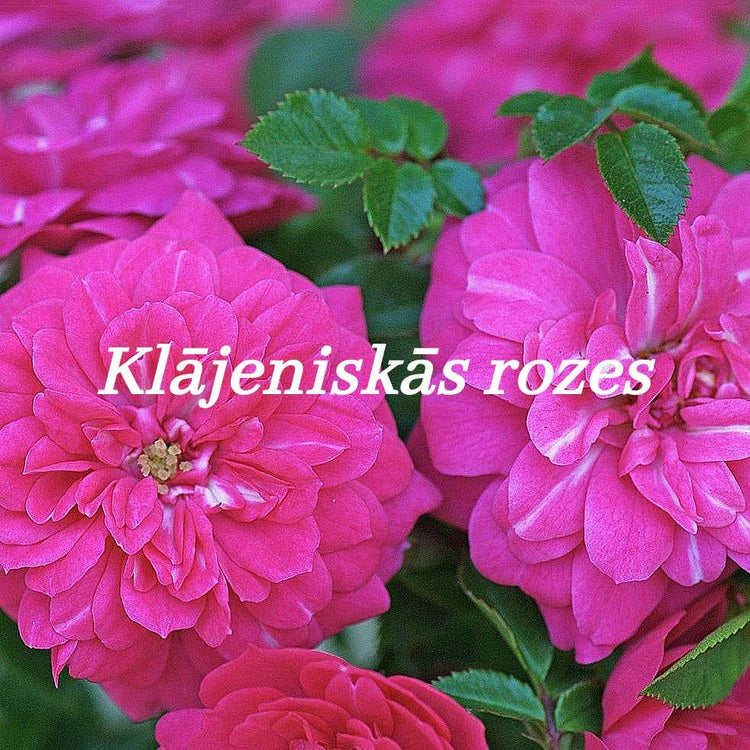 Jūrmalas rozes – Jurmalasrozes