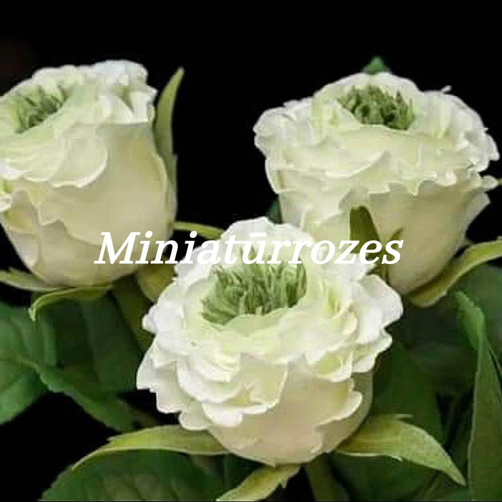 Jūrmalas rozes – Jurmalasrozes