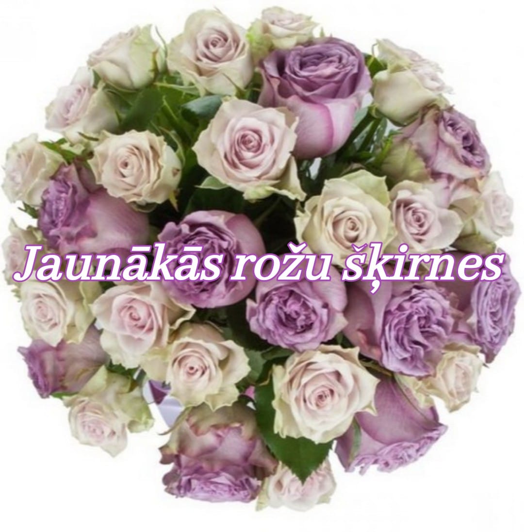 Jūrmalas rozes – SIA Jūrmalas rozes