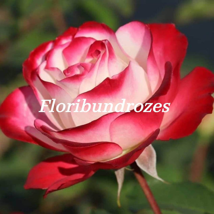 Jūrmalas rozes – SIA Jūrmalas rozes