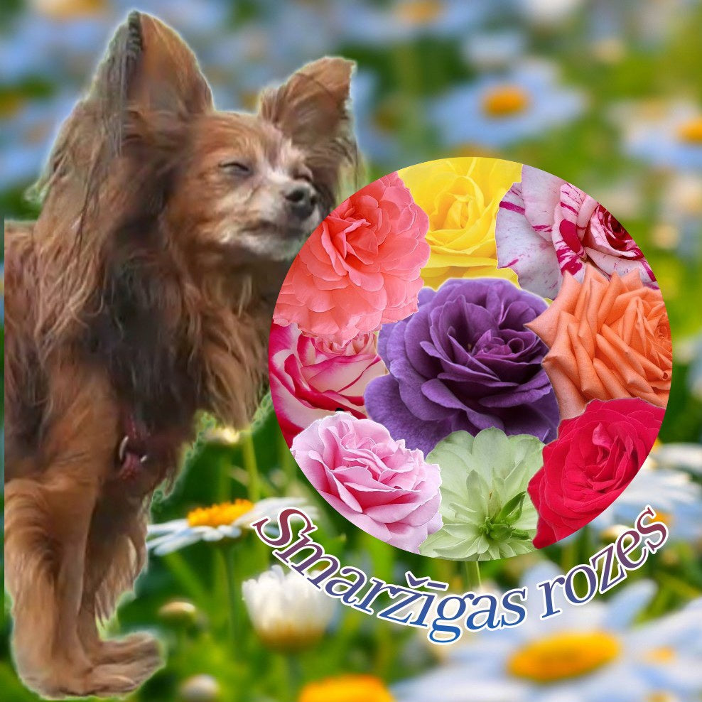 Jūrmalas rozes – SIA Jūrmalas rozes