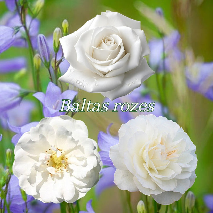 Jūrmalas rozes – Jurmalasrozes