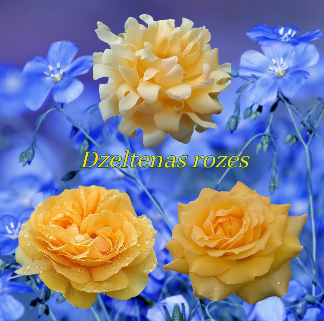 Dzeltenas rozes – SIA Jūrmalas rozes