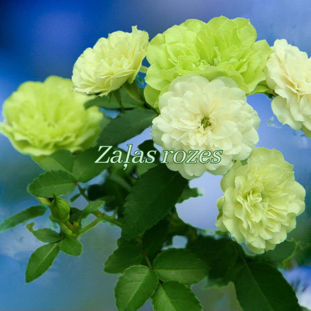 Zaļas rozes – SIA Jūrmalas rozes