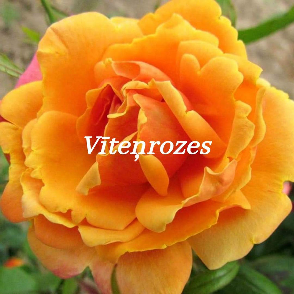 Jūrmalas rozes – SIA Jūrmalas rozes