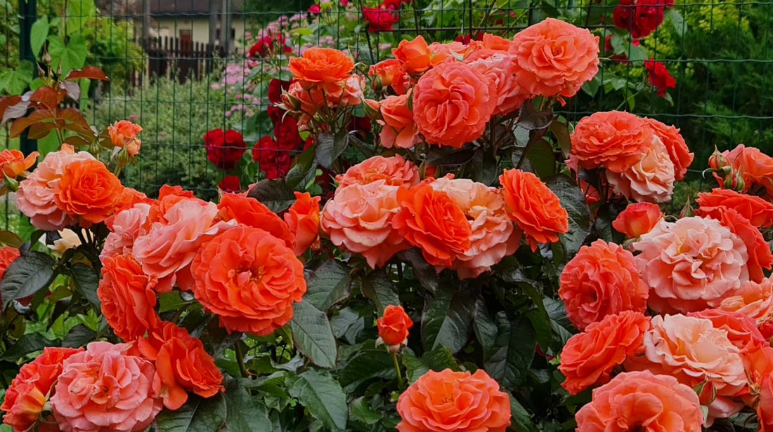 Jūrmalas rozes – Jurmalasrozes