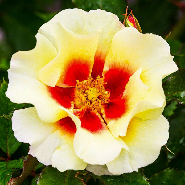 Cream Babylon Eyes – SIA Jūrmalas rozes